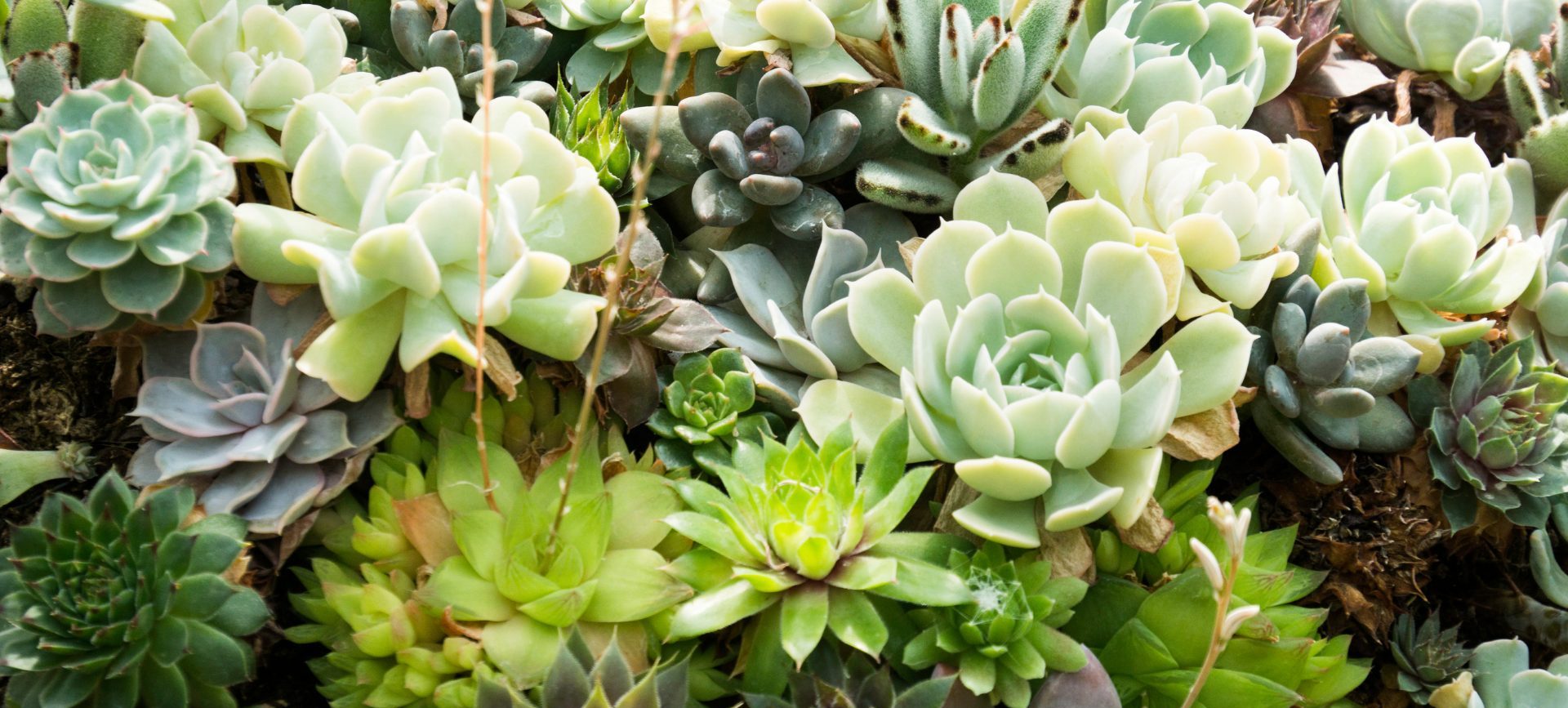 Secretele unui trai sustenabil - RMB Inter Auto